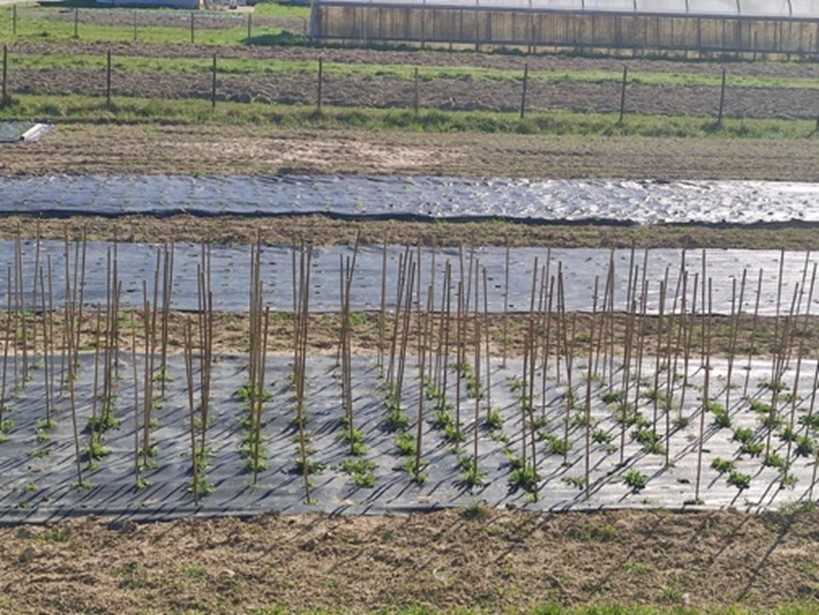 SOIL BANK - Seminart