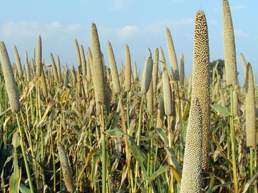 MIGLIO PERLATO - Seminart