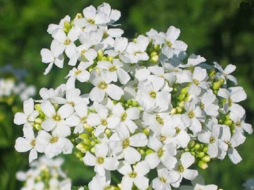 FODDER RADISH - Seminart